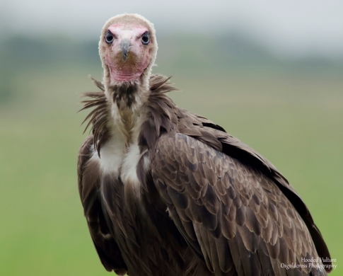 Hooded Vulture - Icarus Falconry