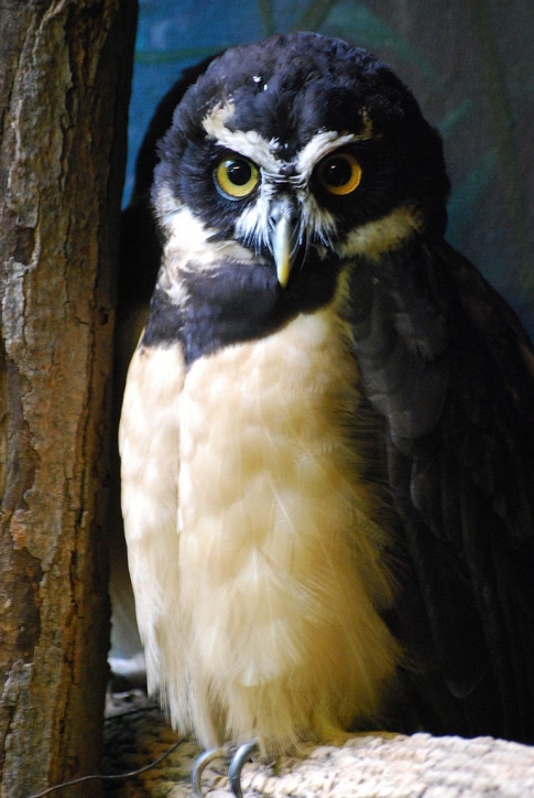 Spectacled Owl - Icarus Falconry