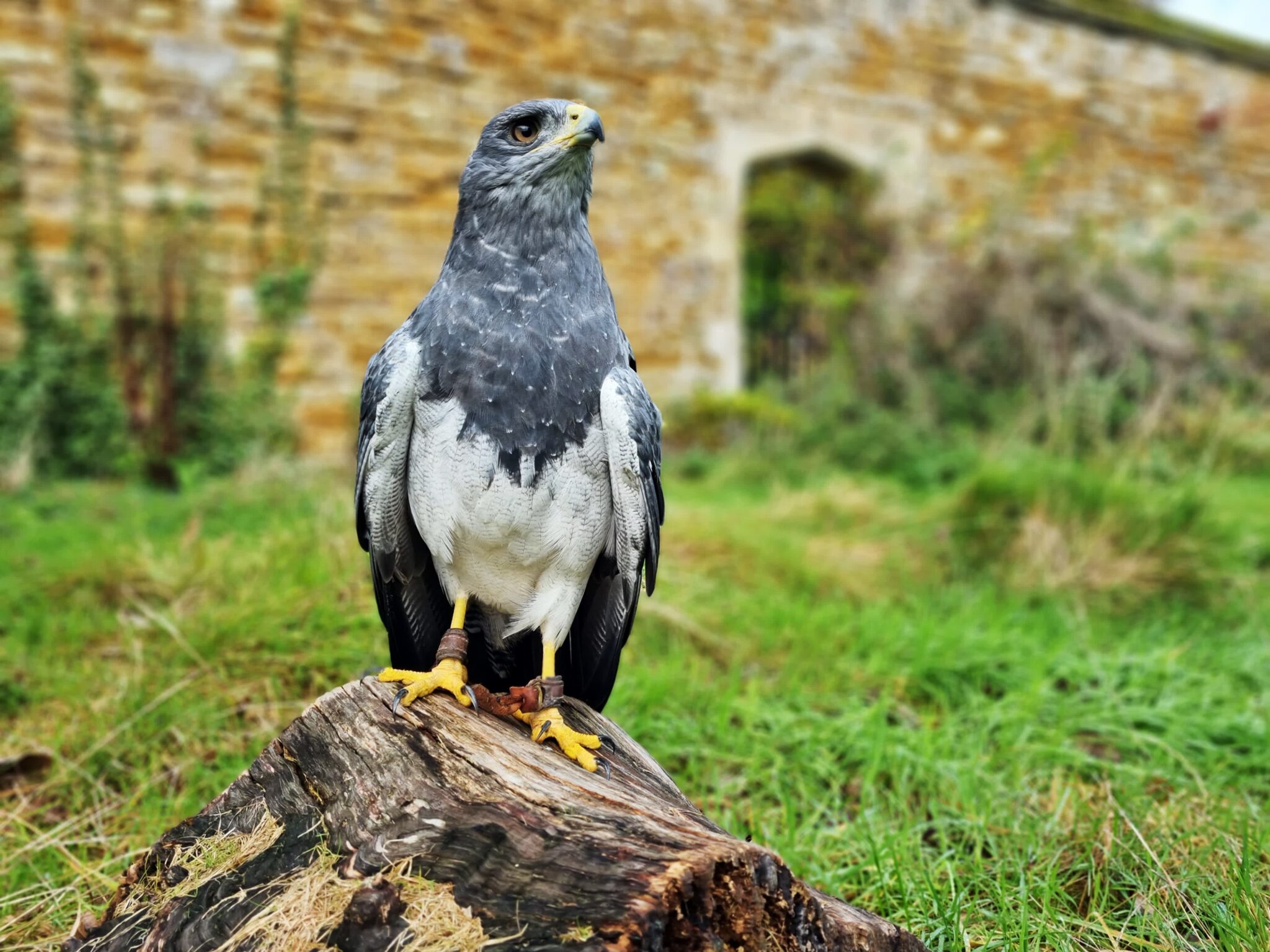 Falconry Premier Experience - Icarus Falconry