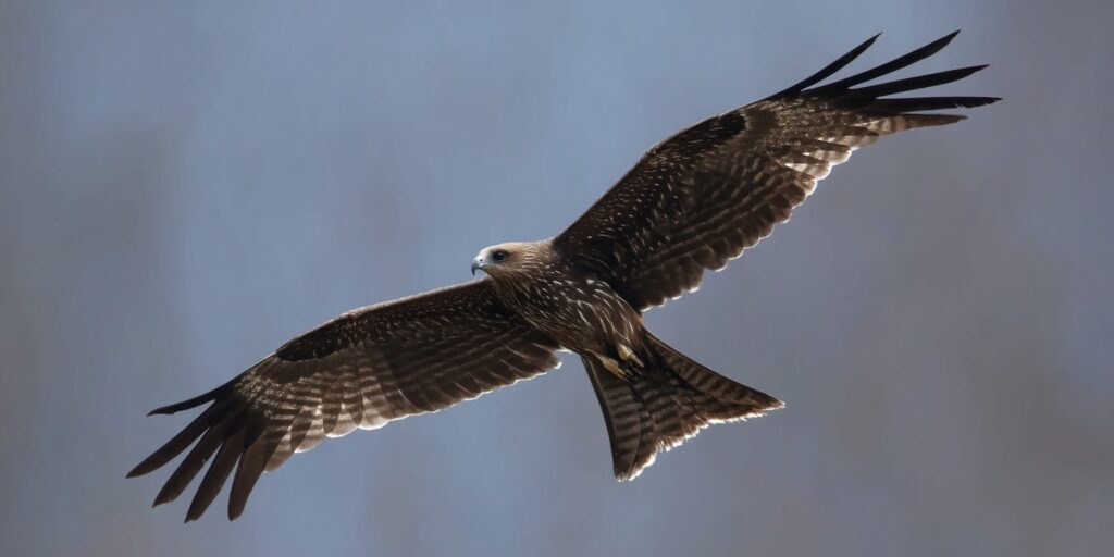 Black Kite - Icarus Falconry